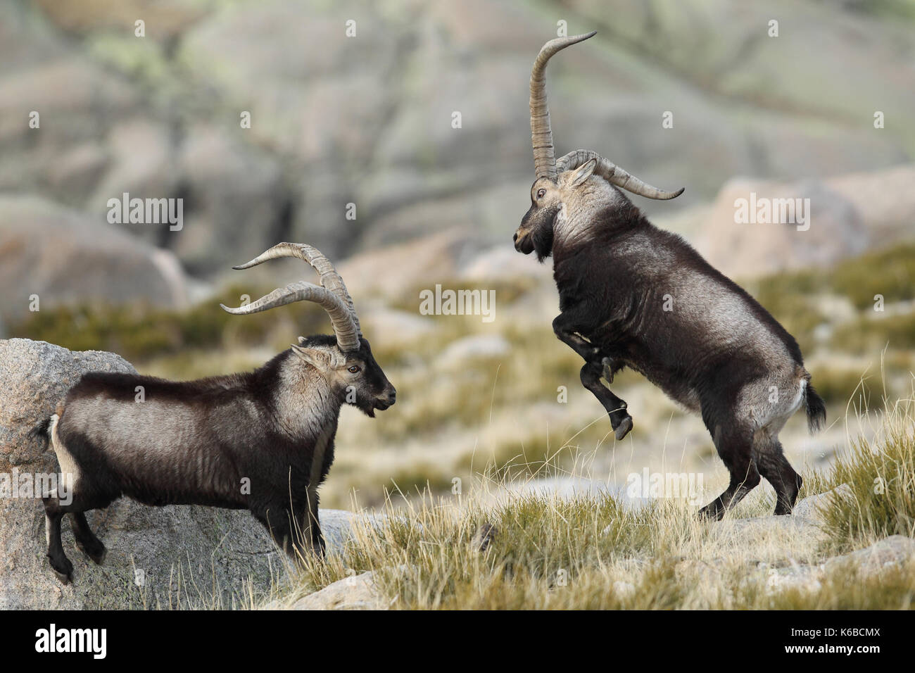 Southeastern spanish ibex hi-res stock photography and images - Alamy