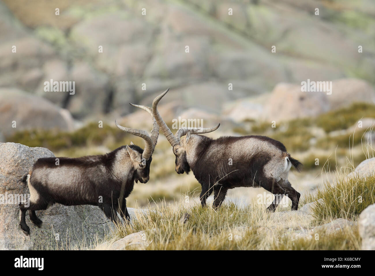 Southeastern spanish ibex hi-res stock photography and images - Alamy