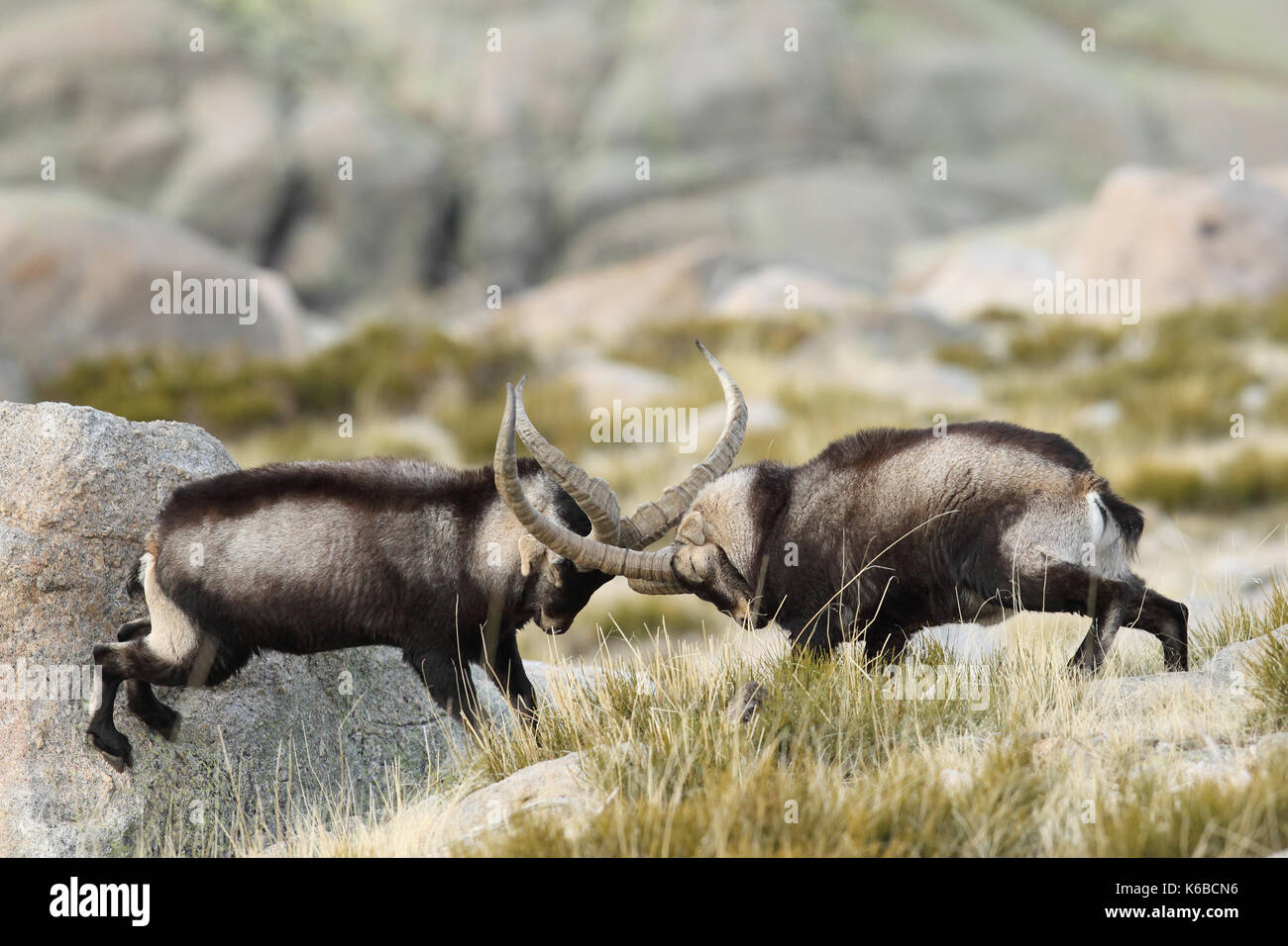 Southeastern spanish ibex hi-res stock photography and images - Alamy