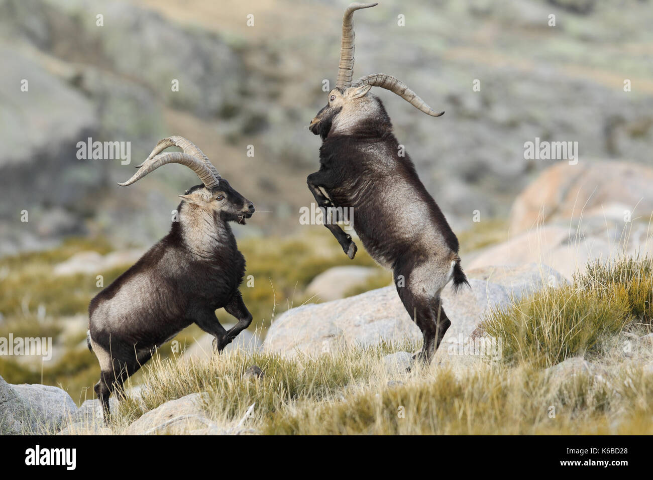 Southeastern spanish ibex hi-res stock photography and images - Alamy