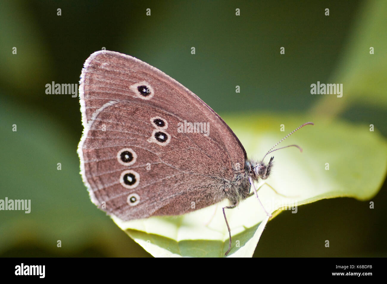 Ringlet patterns hi-res stock photography and images - Alamy