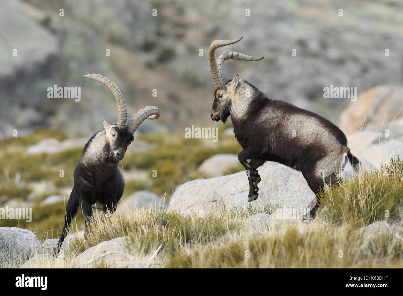Spanish ibex - mating season Stock Photo - Alamy