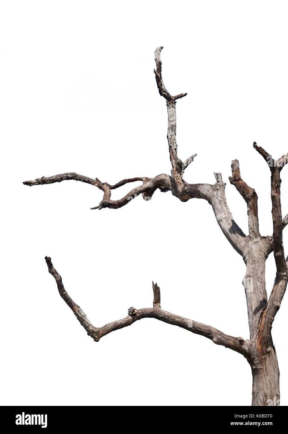 Burnt standing trees hi-res stock photography and images - Alamy