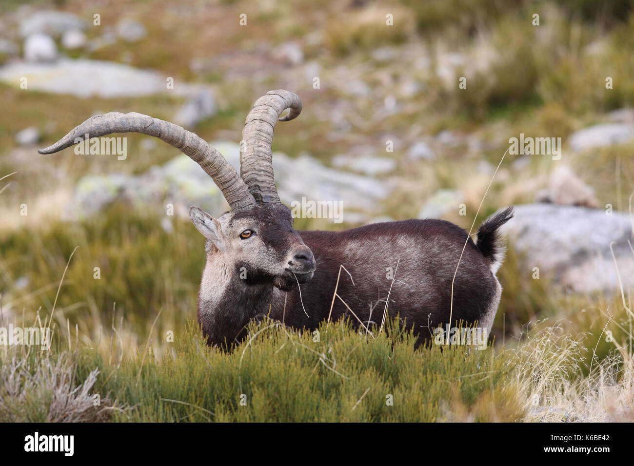 Southeastern Spanish Ibex High Resolution Stock Photography and Images ...
