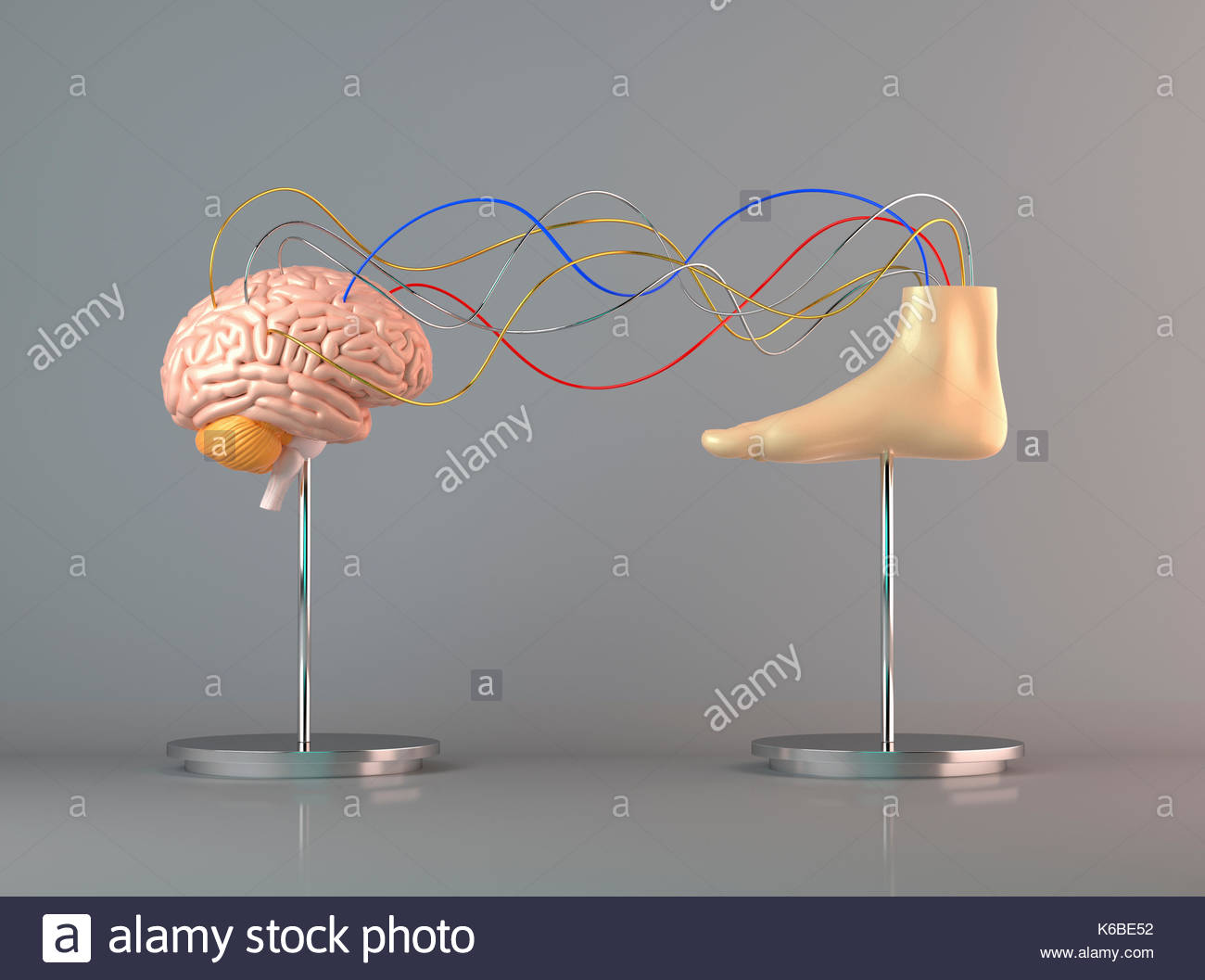 Electrical Cable Brain Stock Photos & Electrical Cable Brain Stock ...