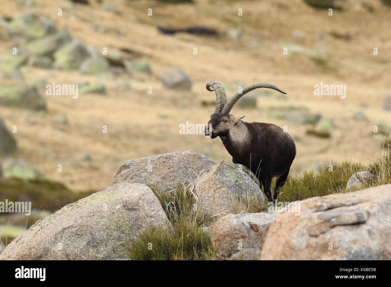 Spanish ibex - mating season Stock Photo - Alamy