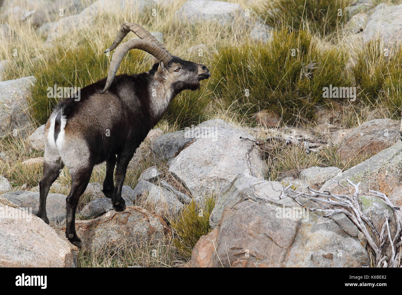 Southeastern spanish ibex hi-res stock photography and images - Alamy