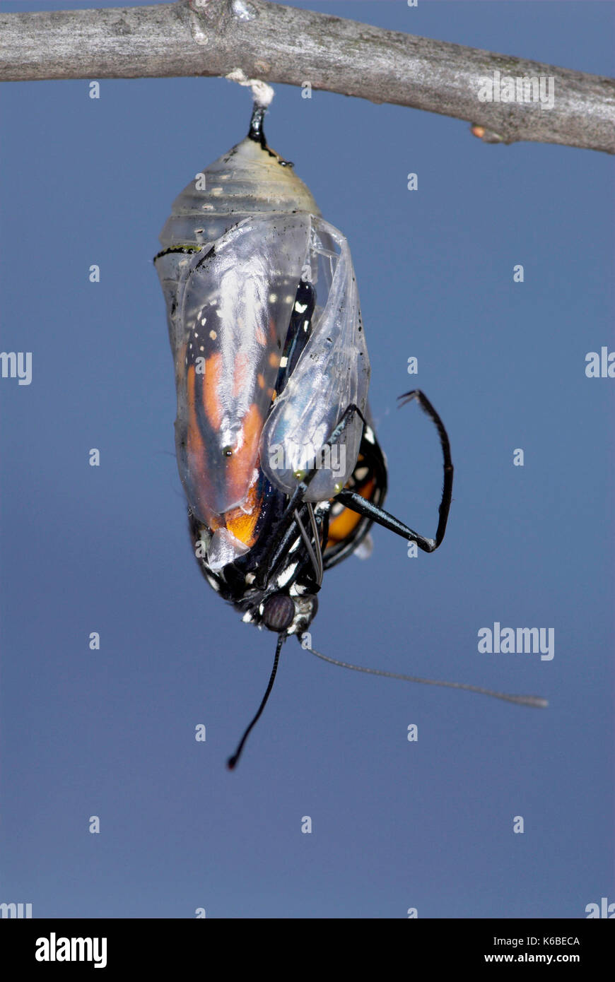 Sequence of butterfly hatching from pupae hi-res stock photography and ...