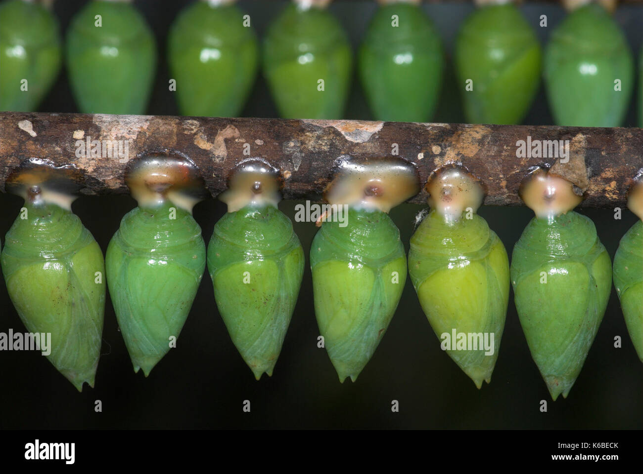 Rows and Rows of Butterfly Pupae, Blue Morpho, Morpho peleides ...
