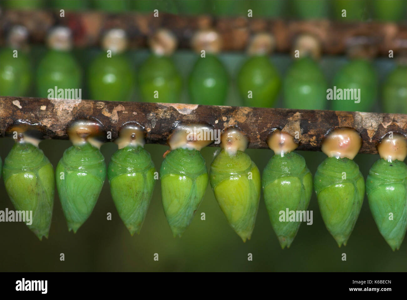 Blue morpho farm hi-res stock photography and images - Alamy