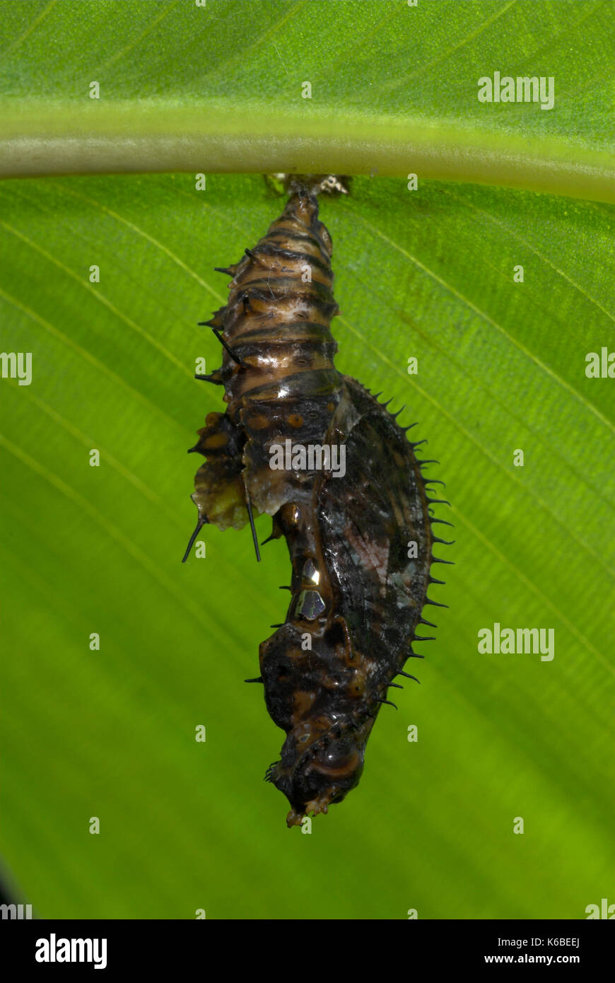 Ismenius Tiger Butterfly Pupae, Heliconius ismenius, chrysalis hanging ...