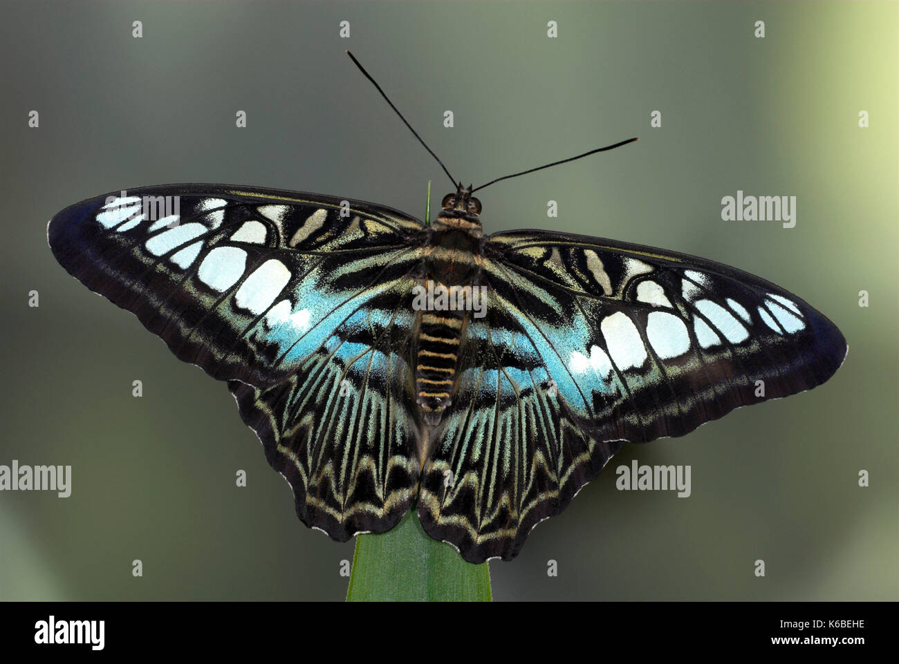 Insects Of Bali High Resolution Stock Photography and Images - Alamy