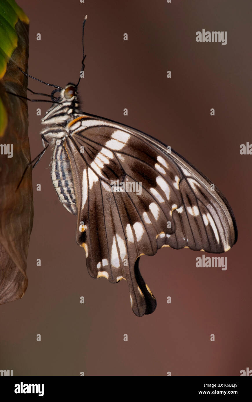 Papilio constantinus Butterfly, side view of wings closed resting on ...