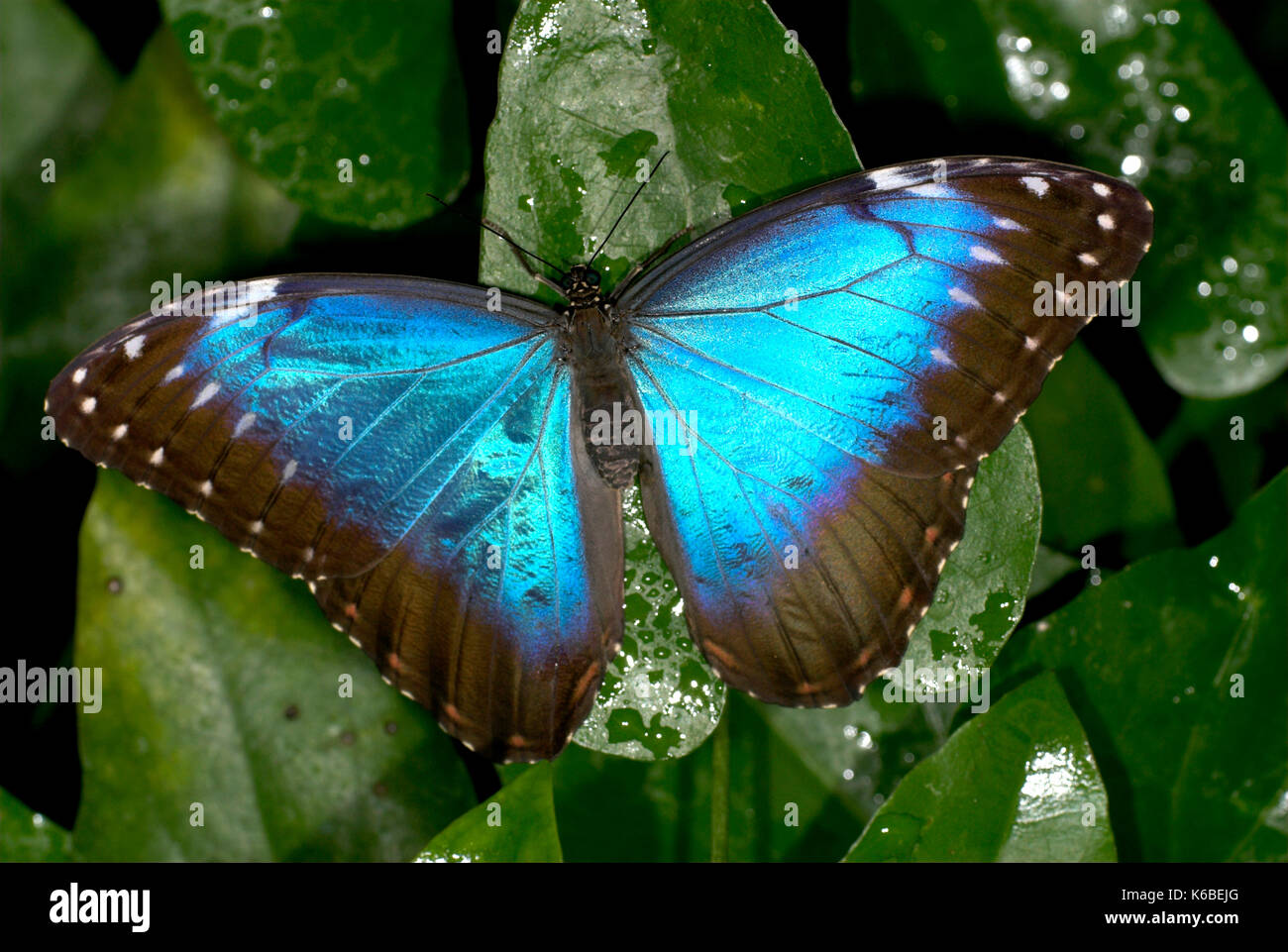 Blue Morpho Butterfly, Morpho peleides, resting on leaf with wings open ...