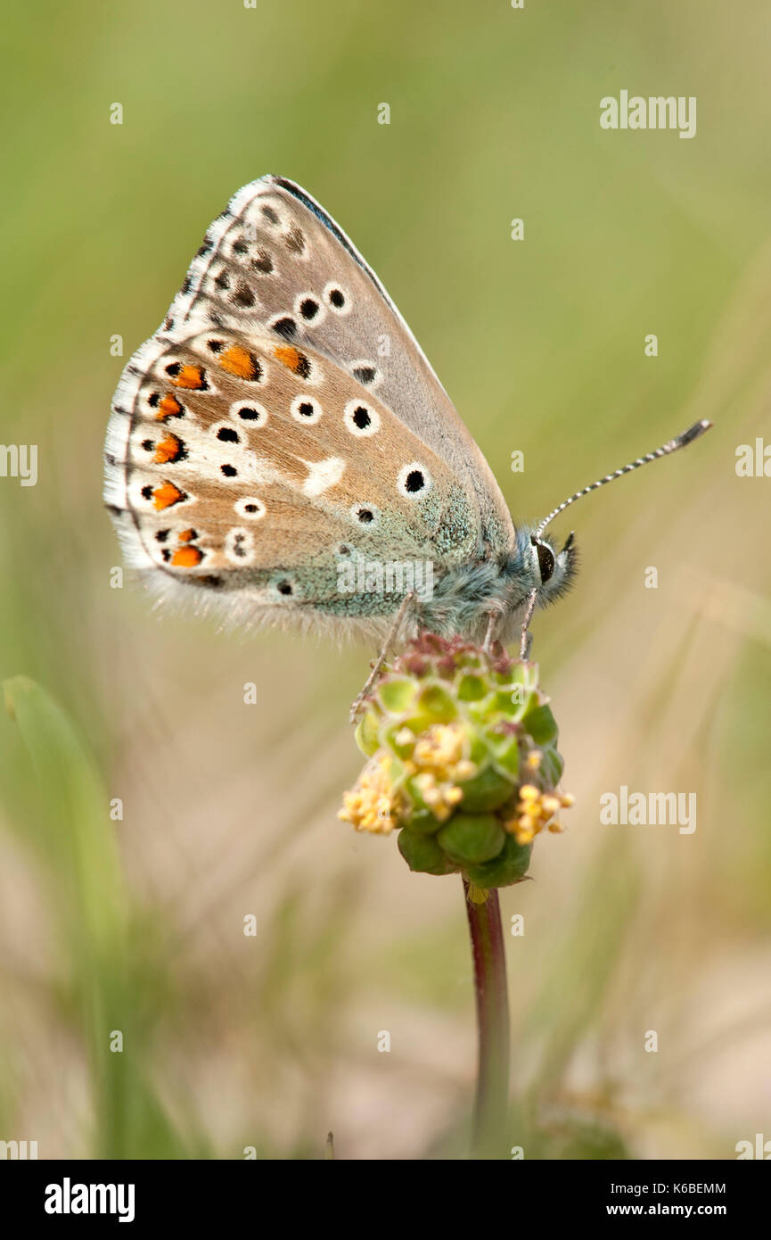 Adonis Blue Butterfly, male, Lysandra bellargus, Lydden Temple Ewell ...