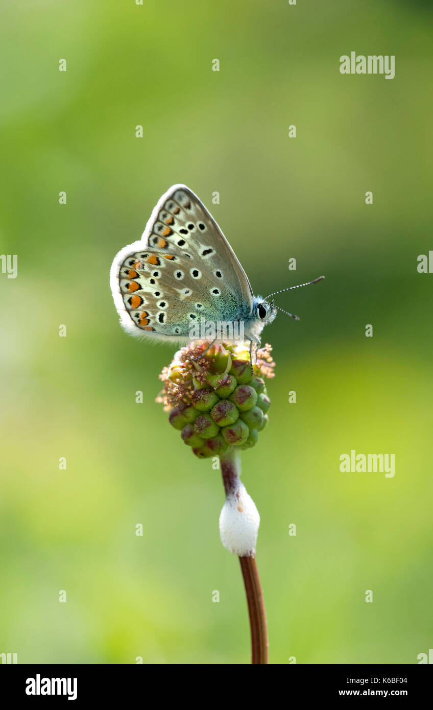 Adonis Blue Butterfly, male, Lysandra bellargus, Lydden Temple Ewell ...