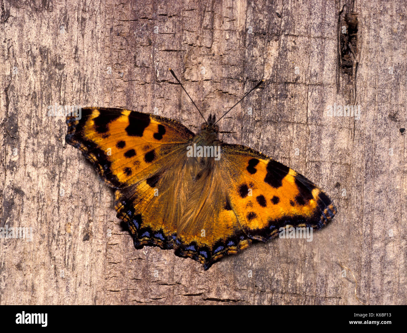Large tortoiseshell butterfly hi-res stock photography and images - Alamy
