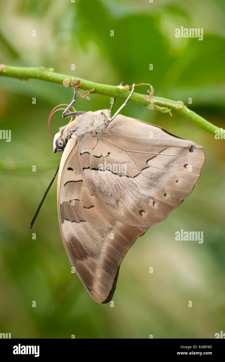 One-spotted prepona Butterfly, Archaeoprepona demophon, Central America ...