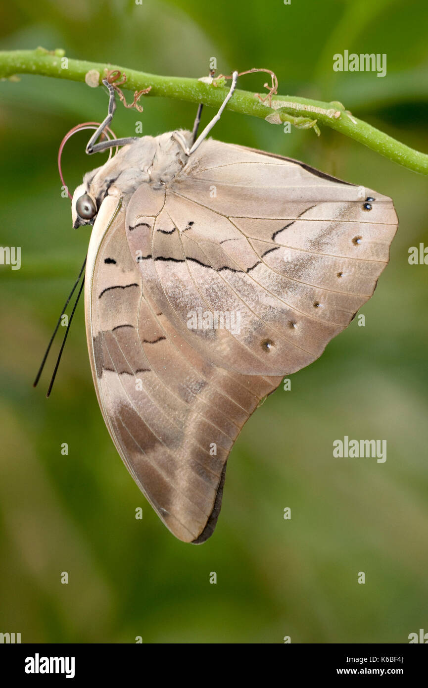 One-spotted prepona Butterfly, Archaeoprepona demophon, Central America ...