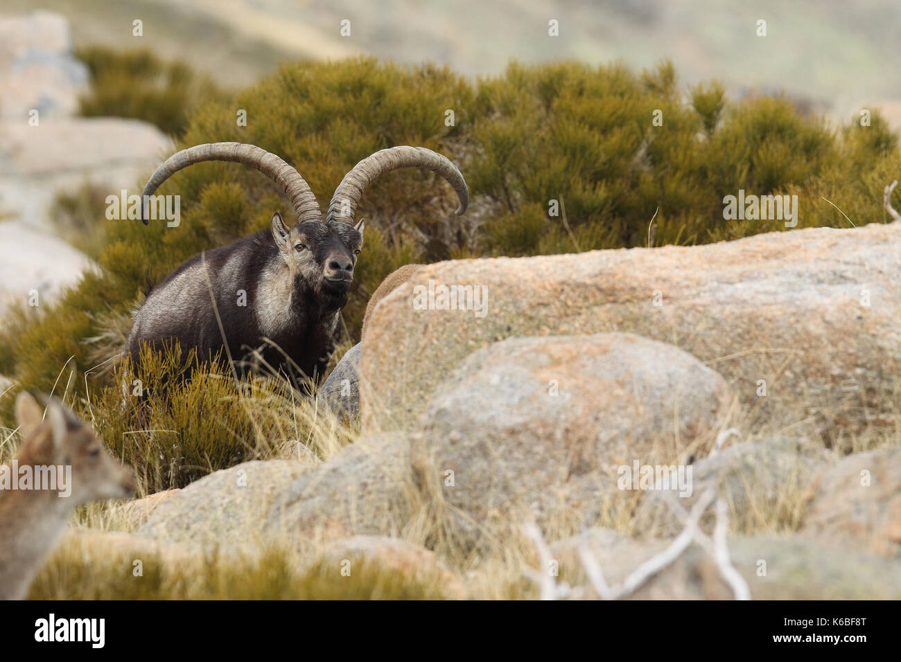 Southeastern spanish ibex hi-res stock photography and images - Alamy
