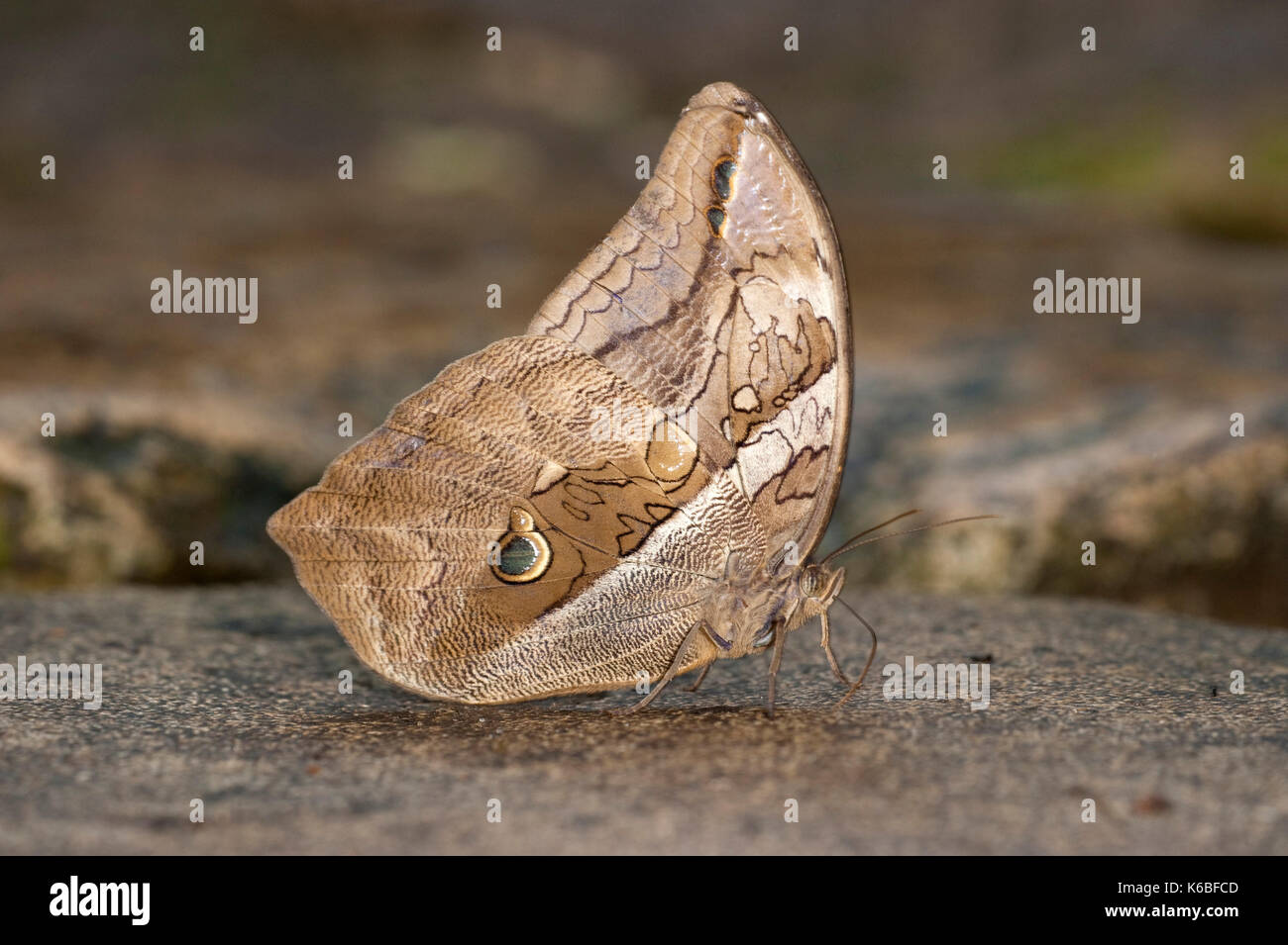 Owl Butterfly, Eryphanis polyxena , South America, Bamboo, rainforest ...