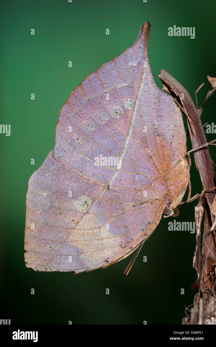 Indian leaf butterfly hi-res stock photography and images - Alamy