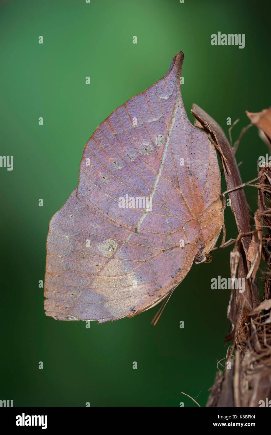 Indian Leaf Butterfly, Kallima paralekta, South Asia, underside of ...