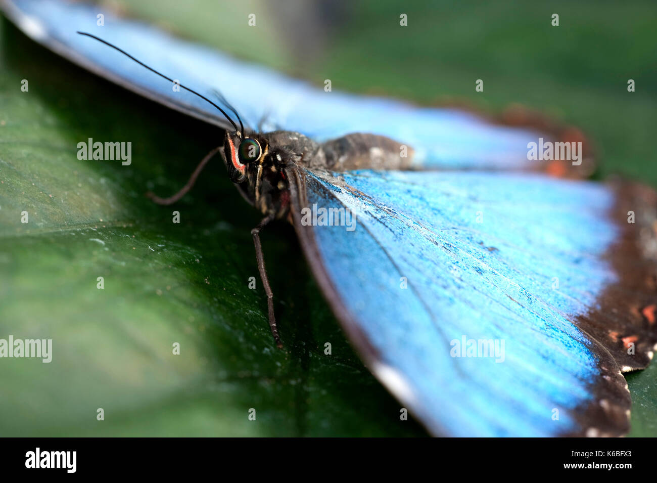 Blue Morpho Butterfly, Morpho peleides, Central & South America ...