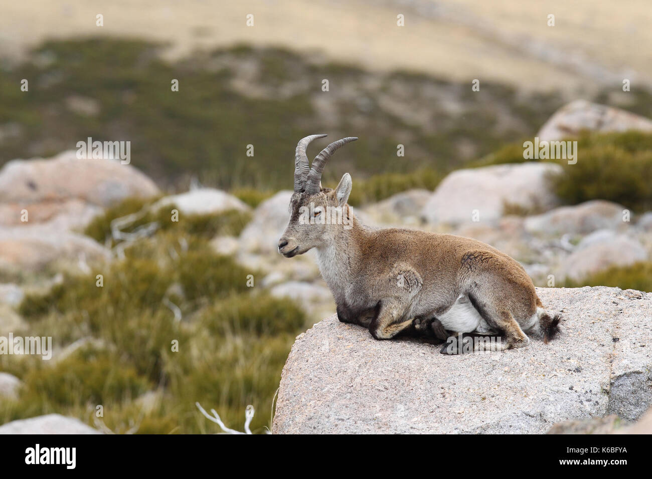 Spanish ibex - mating season Stock Photo - Alamy