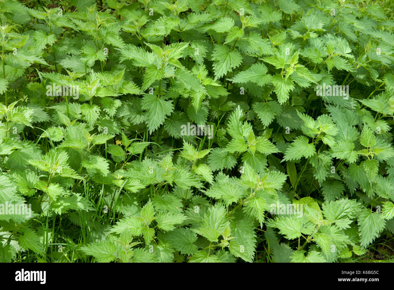 Stinging Nettles, Common Nettle, Urtica dioica, Thornden Woodlands ...