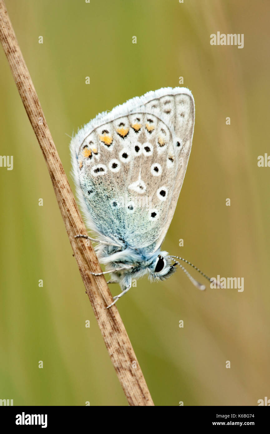Common Blue Butterfly, Blean Woodlands, Kent UK, resting on stem of ...