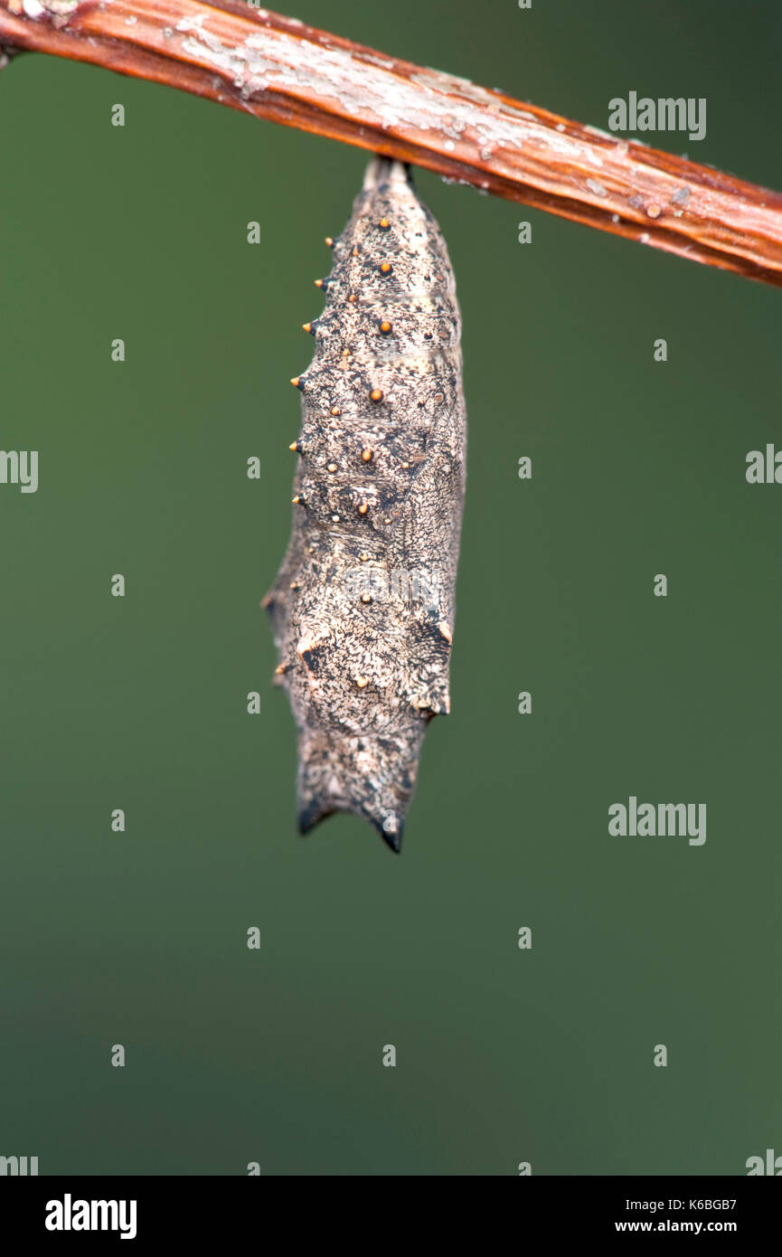 Small Tortoiseshell Butterfly, Aglais urticae, Hatching from Pupae ...