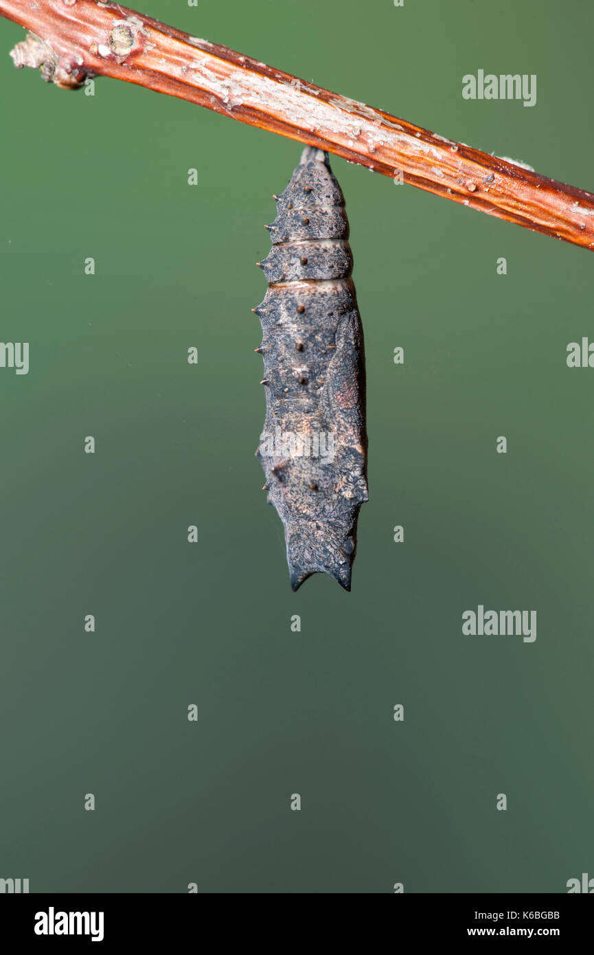Sequence of butterfly hatching from pupae hi-res stock photography and ...