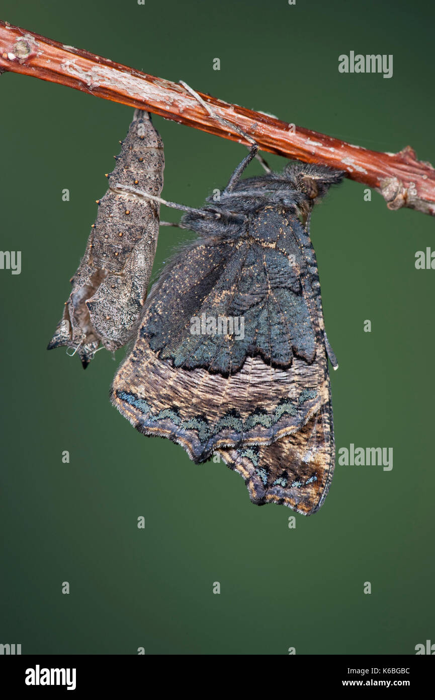 Small Tortoiseshell Butterfly, Aglais urticae, Hatching from Pupae ...