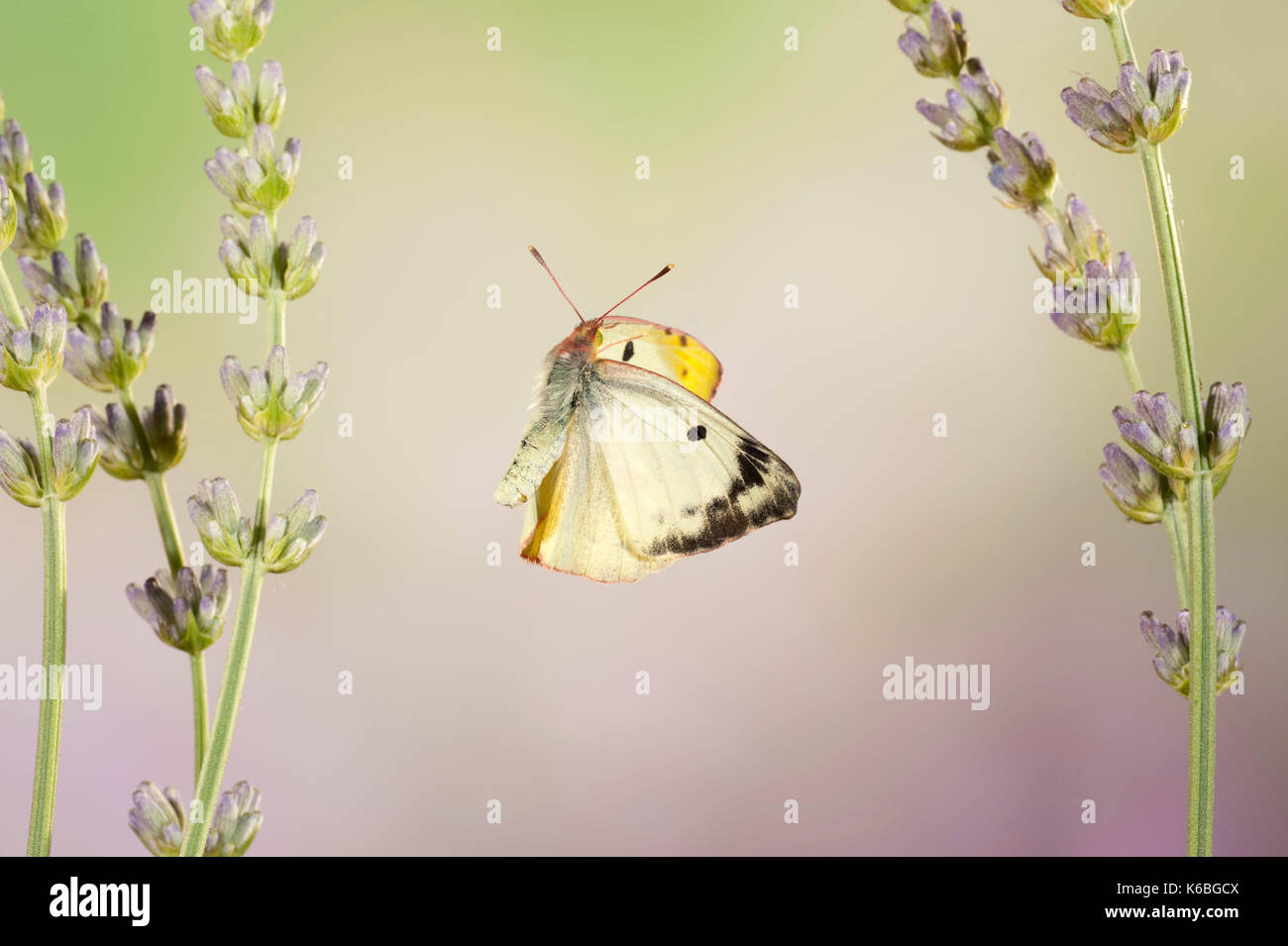 Pale yellow butterfly hi-res stock photography and images - Alamy