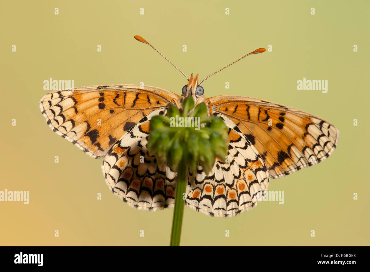 Knapweed Fritillary Butterfly, Melitaea phoebe, Europe, Wings open ...
