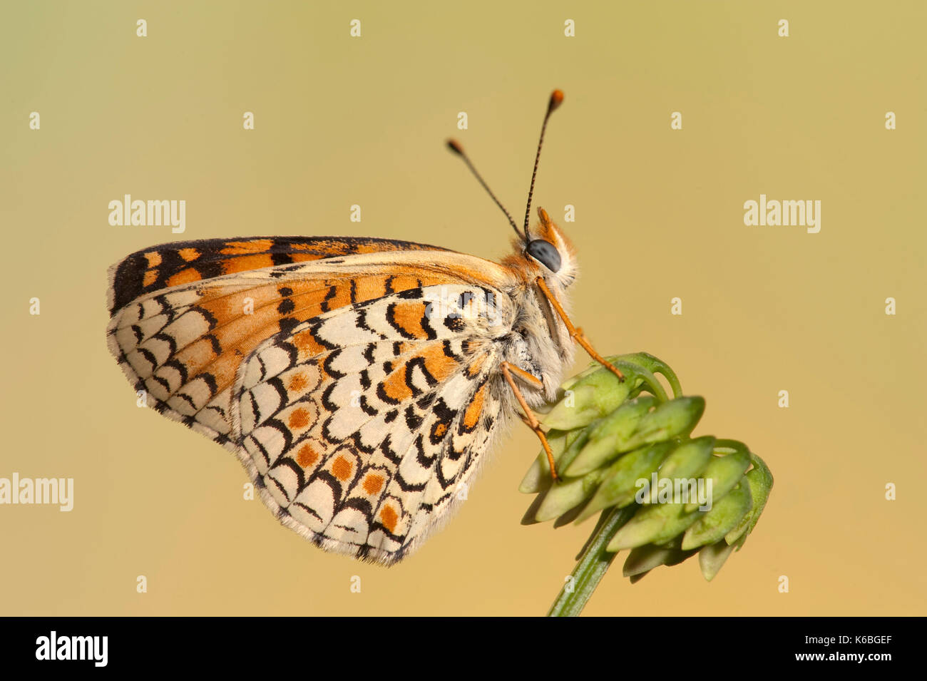 Knapweed Fritillary Butterfly, Melitaea phoebe, Europe, underside of ...
