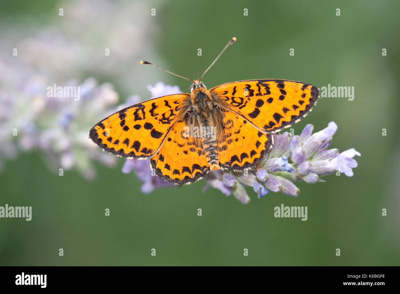 Spotted Fritillary Butterfly, Melitaea didyma, Europe, Wings Open ...