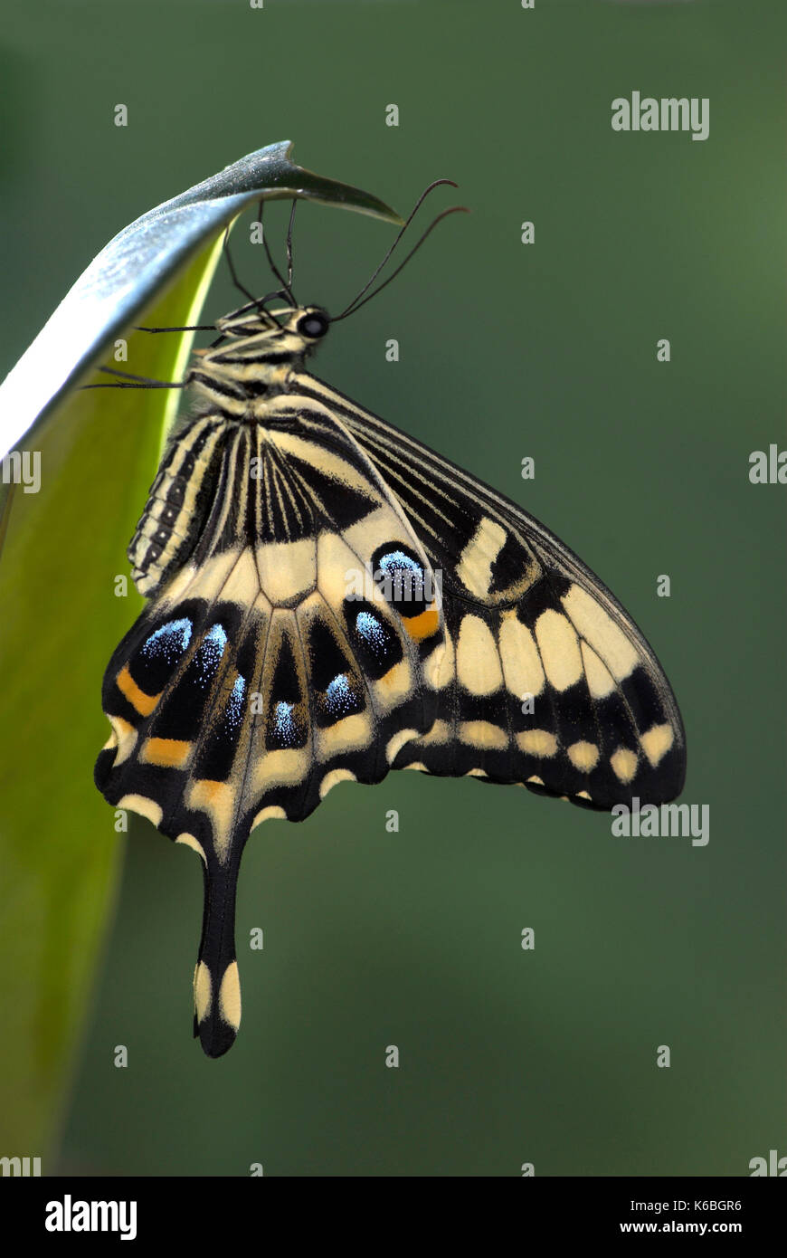 Swallowtail Butterfly, Papilio ophidocephalus, side view of wings, eye ...