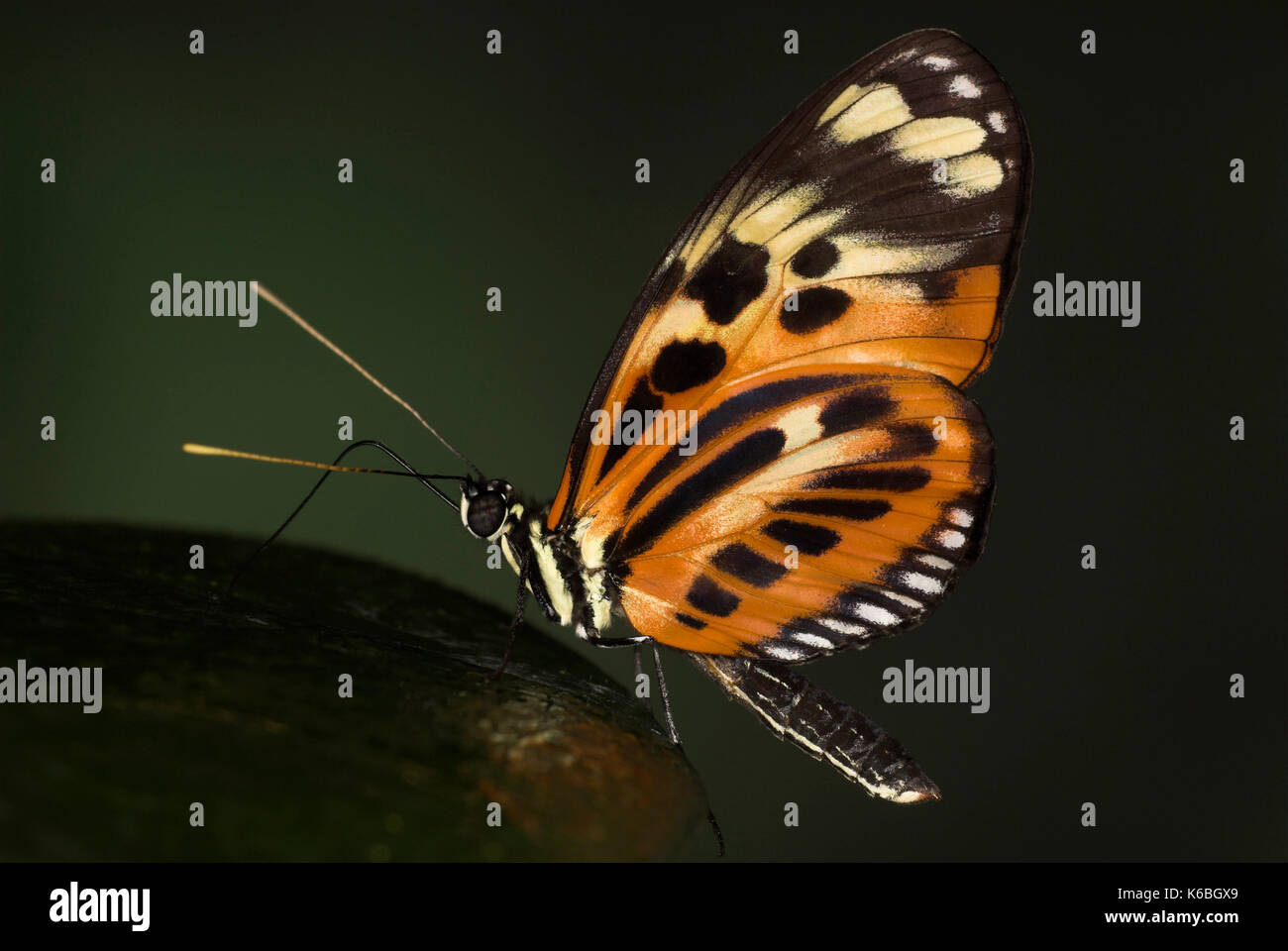 Ismenius Tiger Butterfly, Heliconius ismenius, Longwing, on leaf ...
