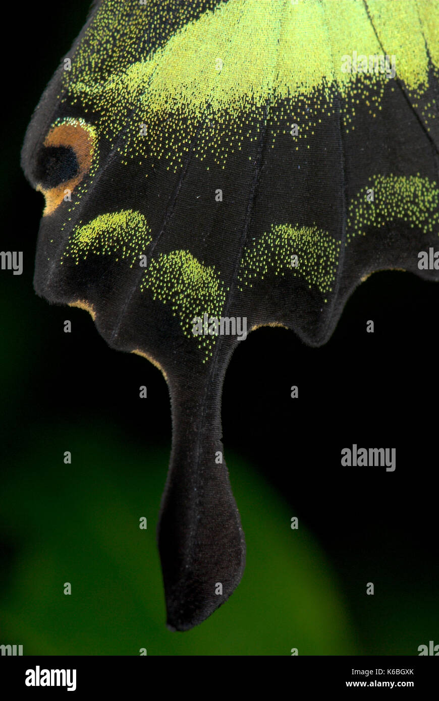 Close up of wing shape, Emerald Swallowtail Butterfly, Papilio ...