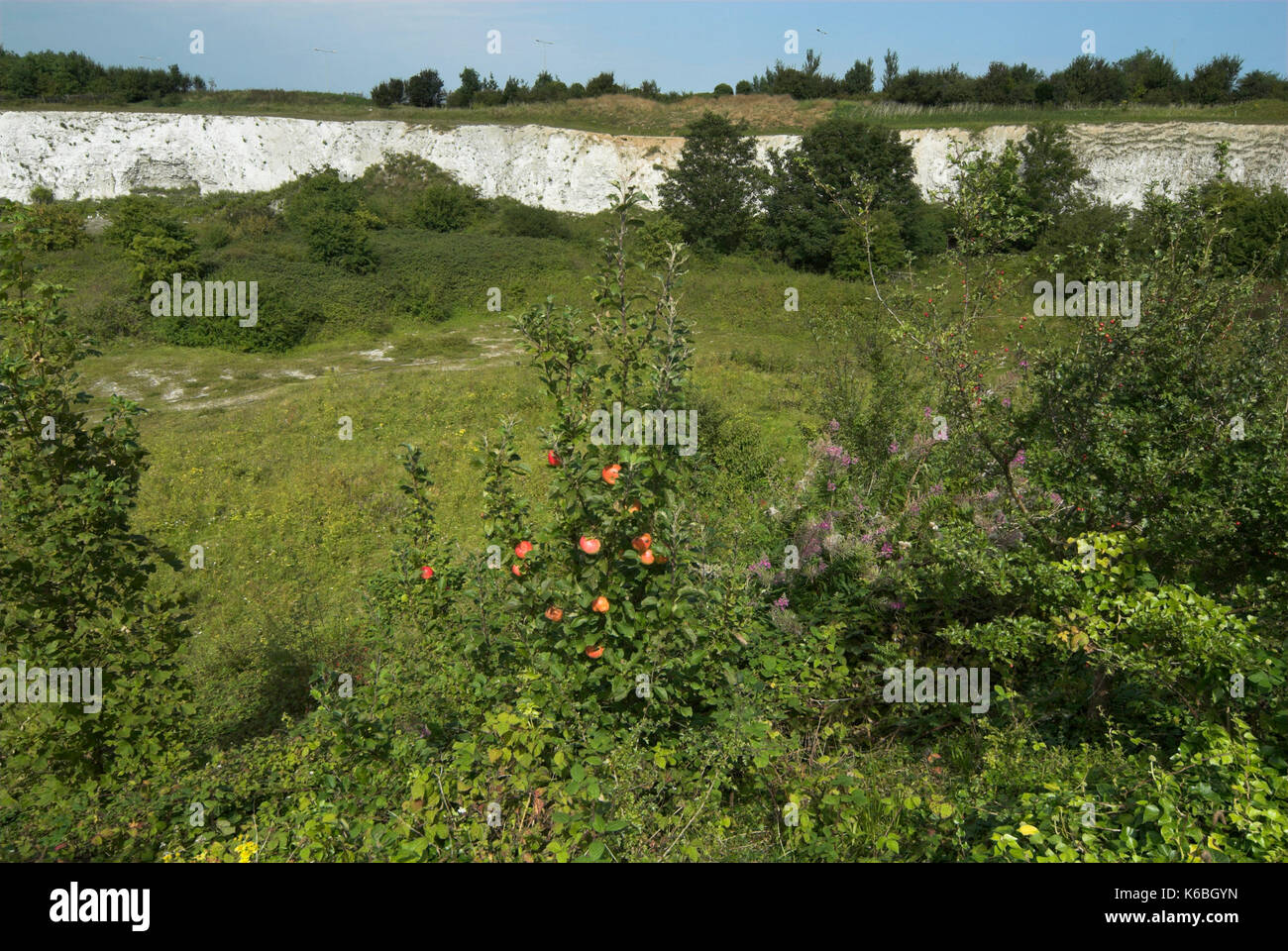 Monkton Nature Reserve, Kent, Wildlife, Chalk Pit, Butterfy ...