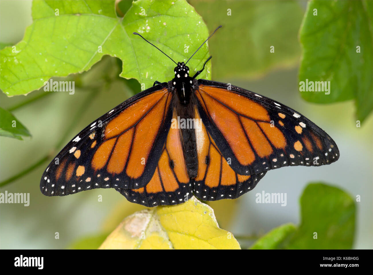 Monarch Butterfly, Danaus plexippus, male resting on leaf Stock Photo ...