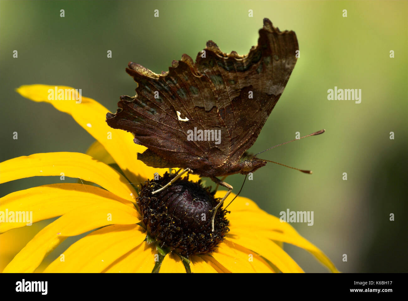 Comma Butterfly, Polygonia c-album, side view showing comma sign on ...