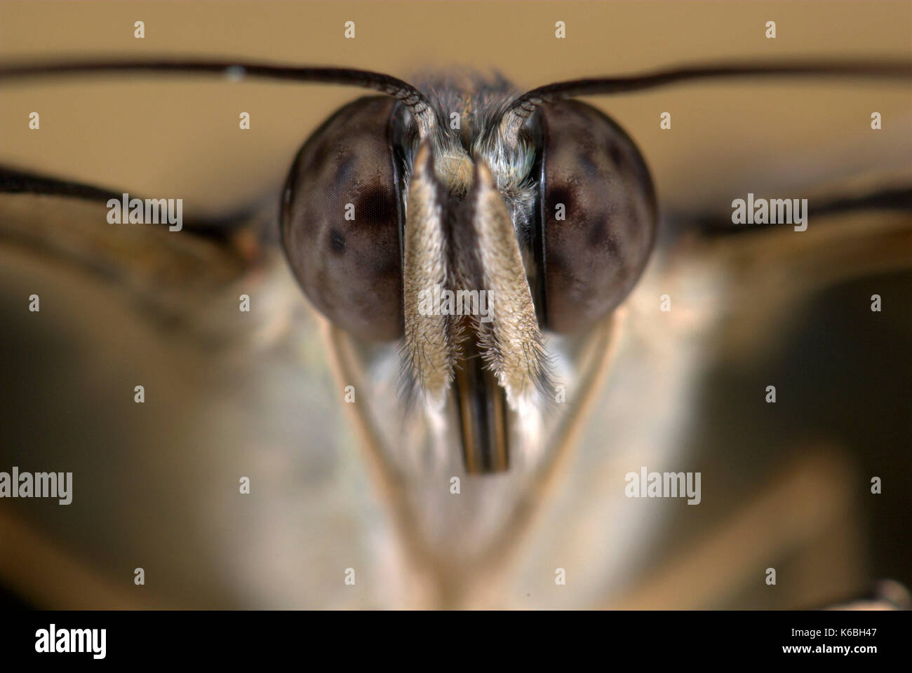 Zoology compound eye hi-res stock photography and images - Alamy