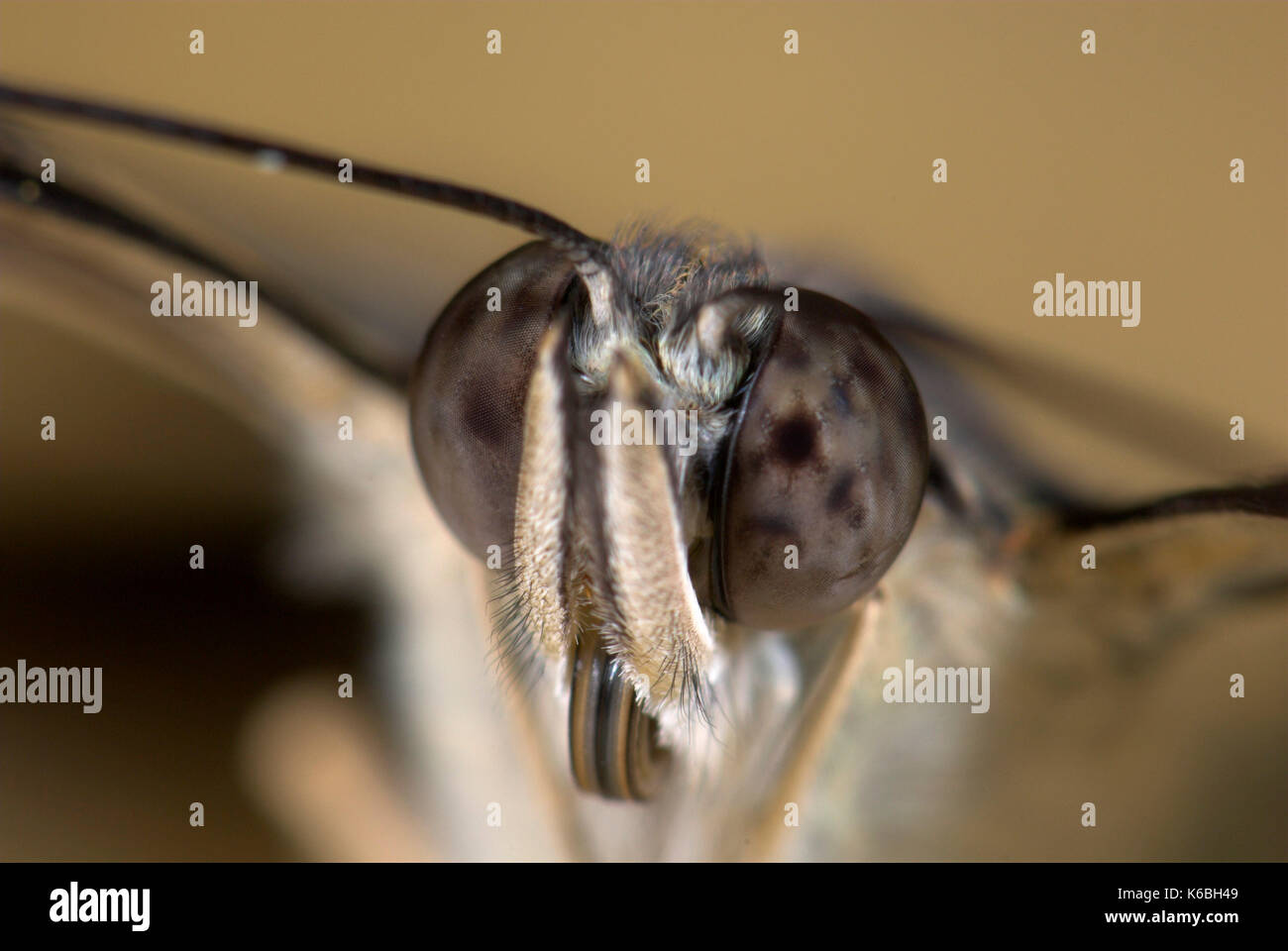 Clipper Butterfly Eye, Parthenos sylvia philippensis, close up showing ...