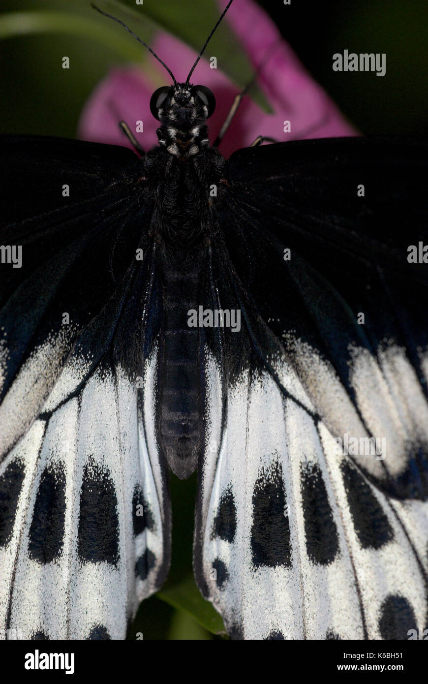 Close up of Butterfly Abdomen, Blue Mormon, Papilio polymnestor ...