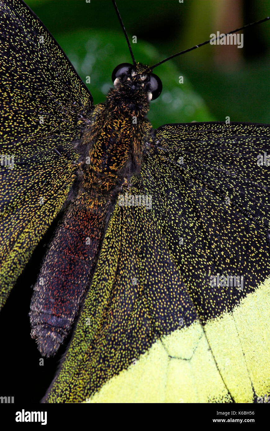 Butterfly abdomen hi-res stock photography and images - Alamy