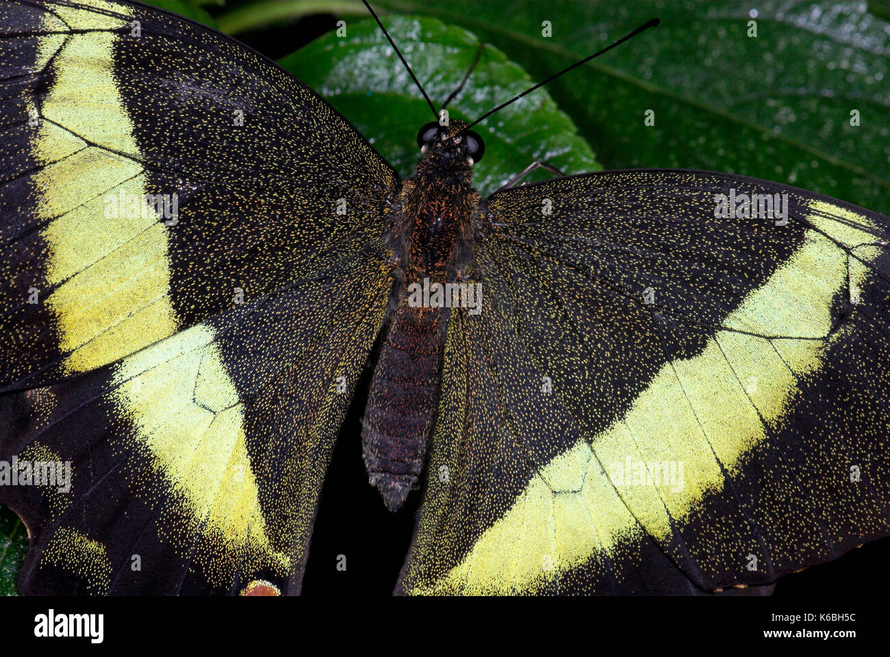 Butterfly abdomen hi-res stock photography and images - Alamy
