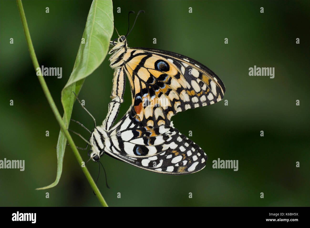 Lime Swallowtail Butterflies, Papilio demoleus, Pair mating, butterfly ...